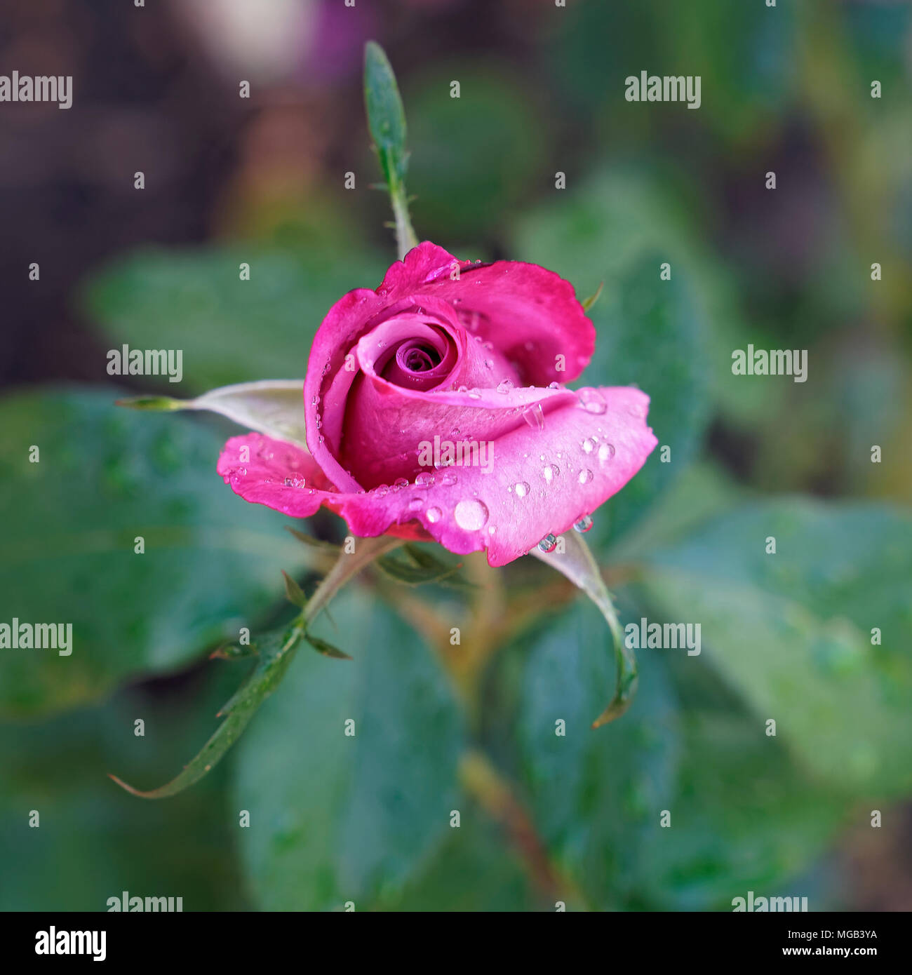 Australian roses perth hi-res stock photography and images - Alamy