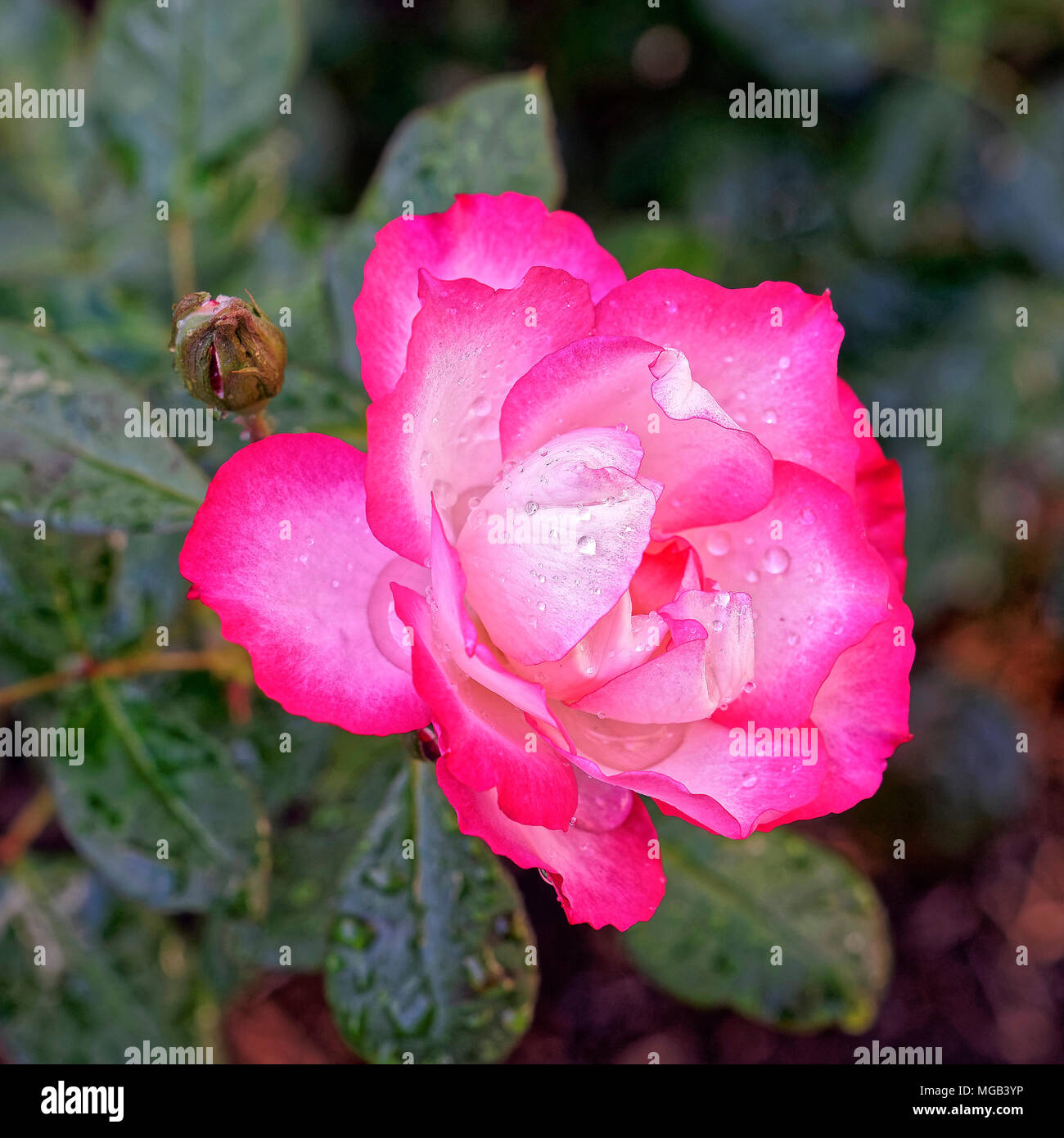 Australian Roses Perth High Resolution Stock Photography and Images - Alamy
