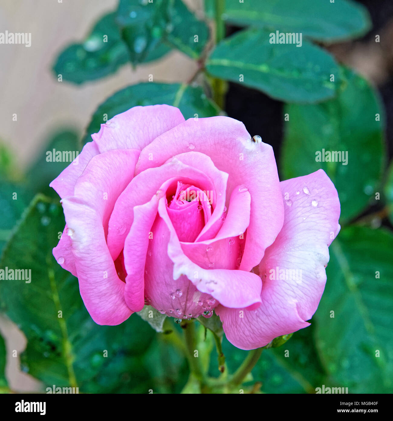 Australian Roses Perth High Resolution Stock Photography and Images - Alamy