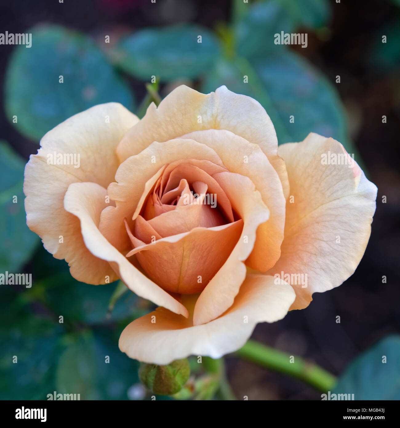 Roses perth hi-res stock photography and images - Alamy