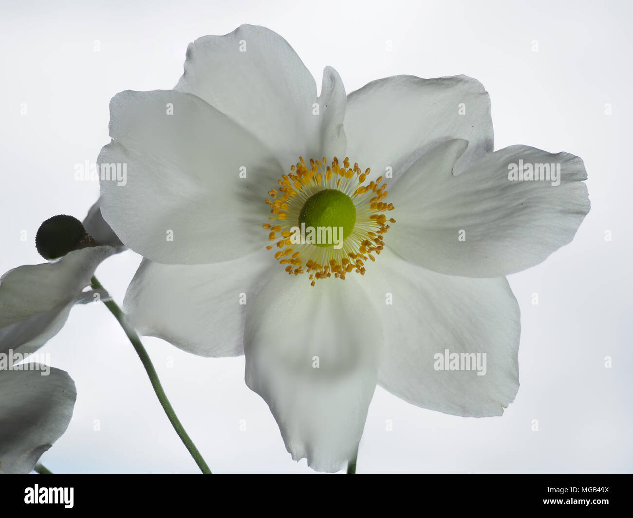 Wight background hi-res stock photography and images - Alamy