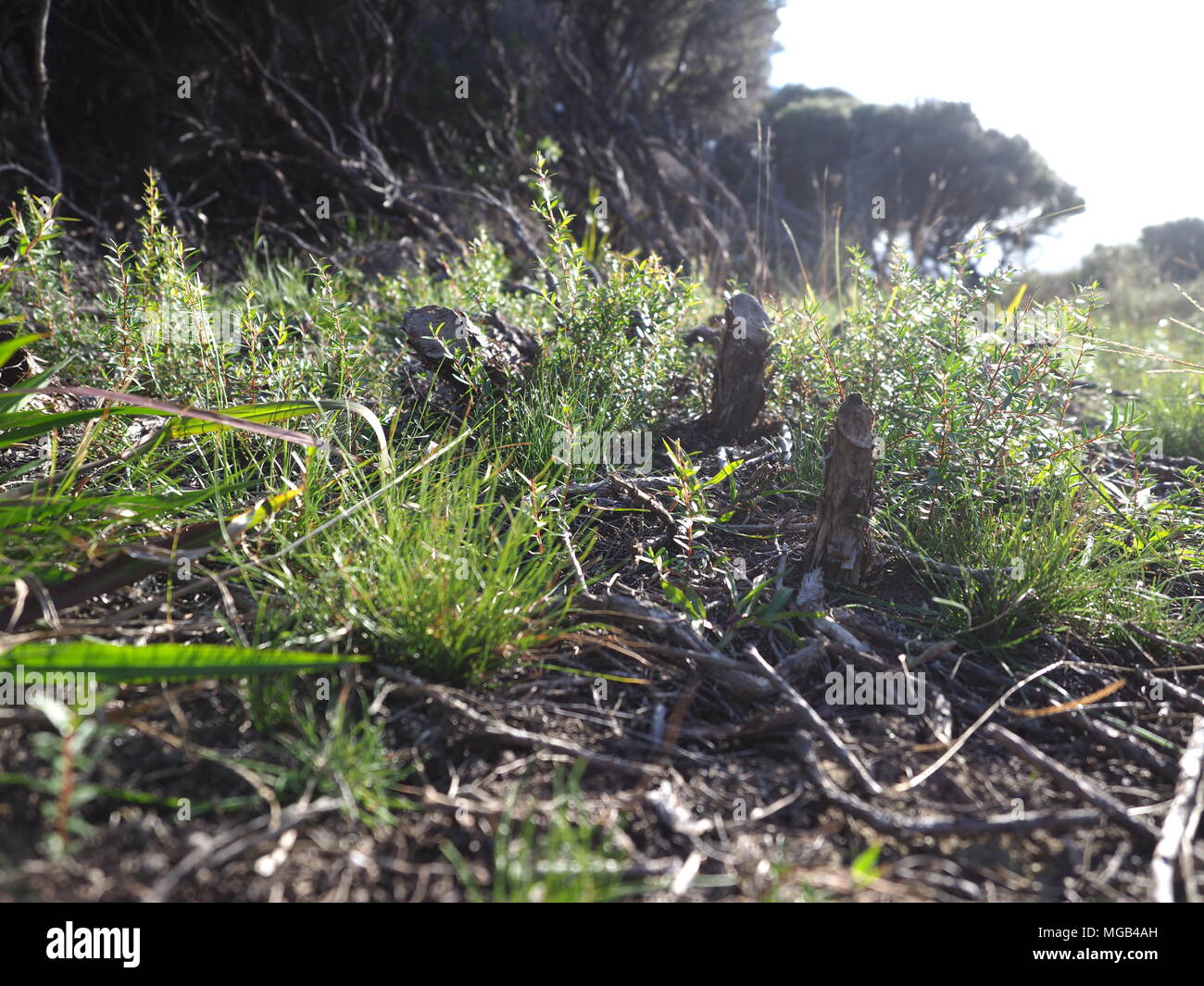 Manuka Tree Stock Photos & Manuka Tree Stock Images - Alamy