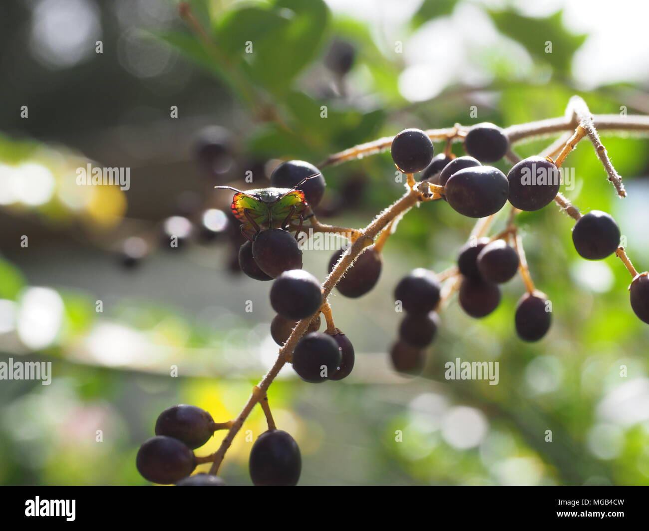 Berry insect hi-res stock photography and images - Alamy