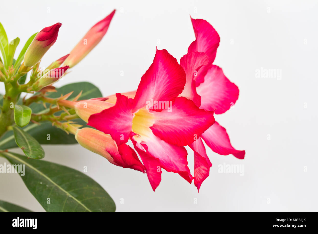 adenium obesum on white background, red desert Flower Stock Photo - Alamy