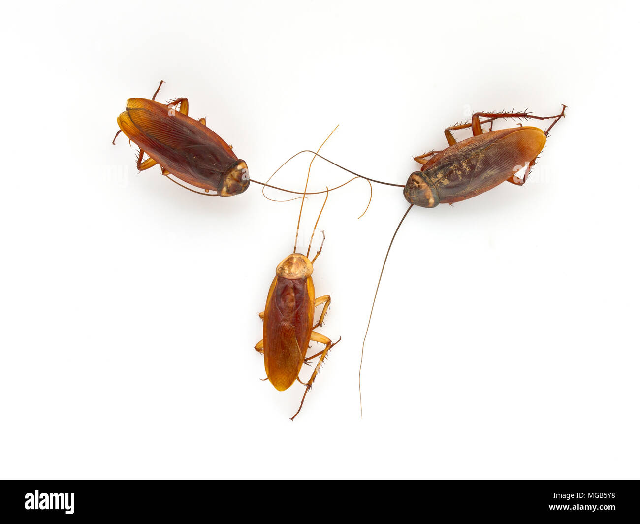 Close up cockroach on white Stock Photo - Alamy