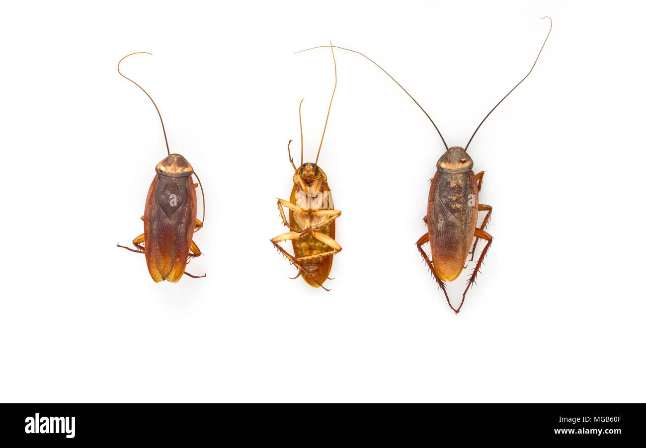 Close up cockroach on white Stock Photo - Alamy