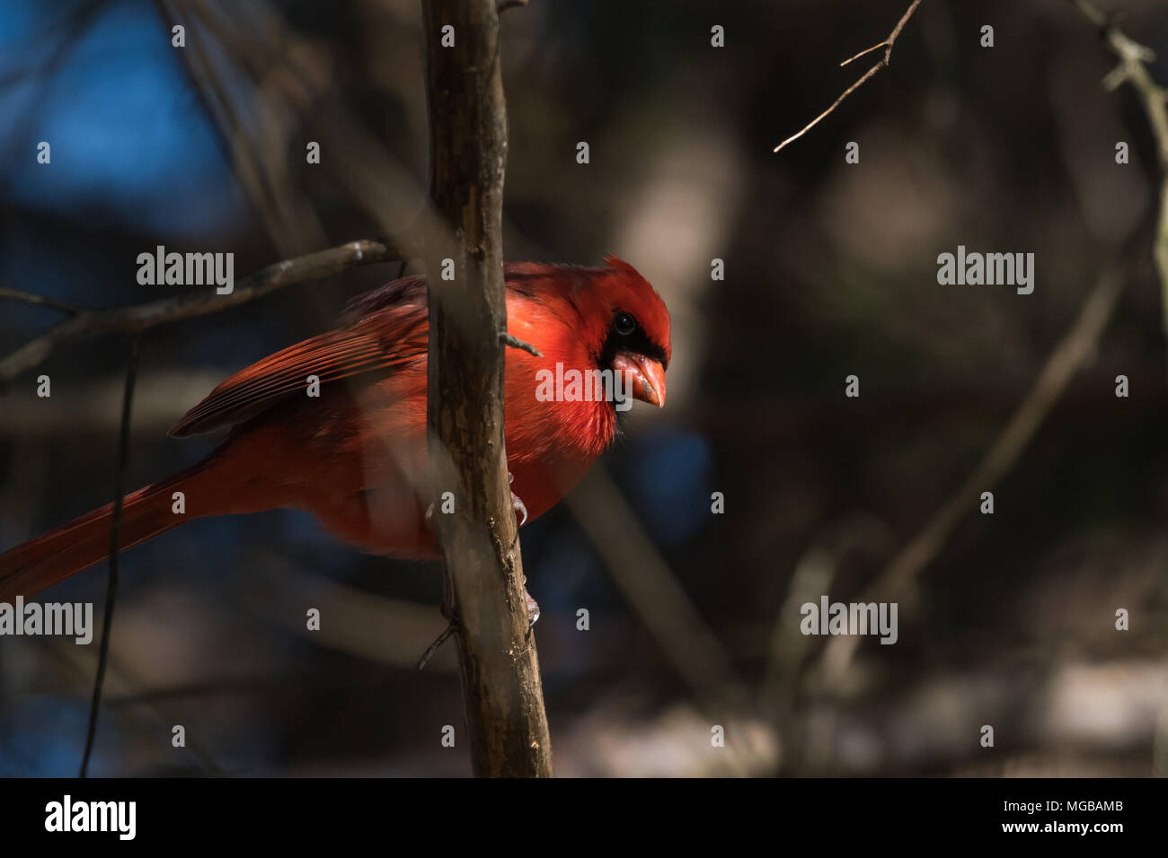 Red cardinal in a tree hi-res stock photography and images - Alamy