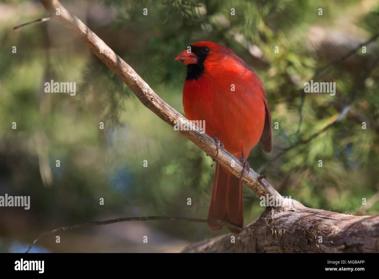 Cardinal in evergreen tree hi-res stock photography and images - Alamy