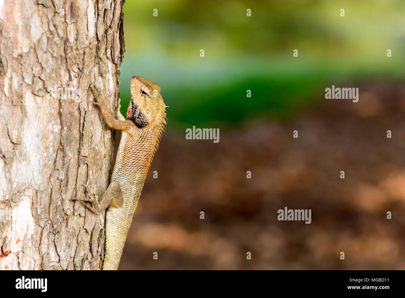 Horizontal Cropped Colored Chameleon Agamids Changeable Lizard Calotes ...