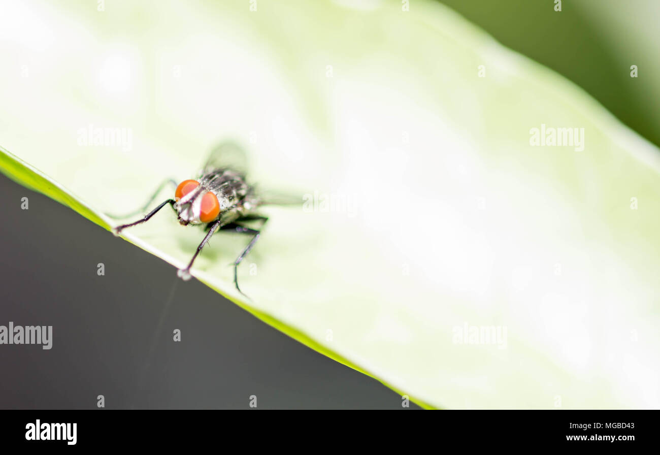 horizontal cropped Colored close up head focus photo of a fly while ...