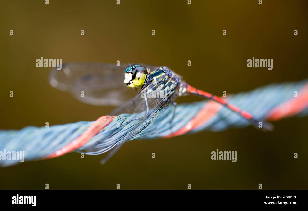 horizontal cropped Colored close up head focus of a dragon fly while ...