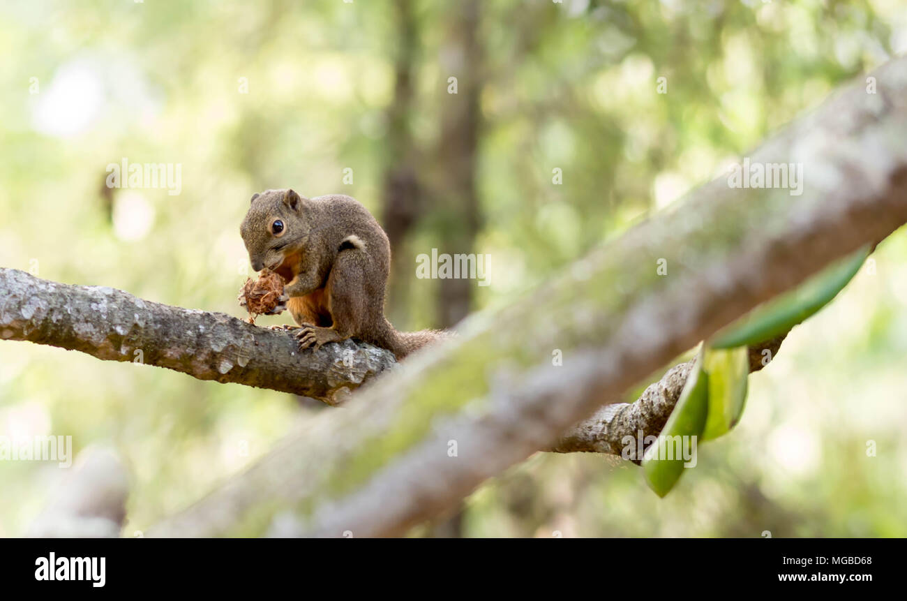 horizontal cropped Colored photo of a asian squirrel while eating its ...
