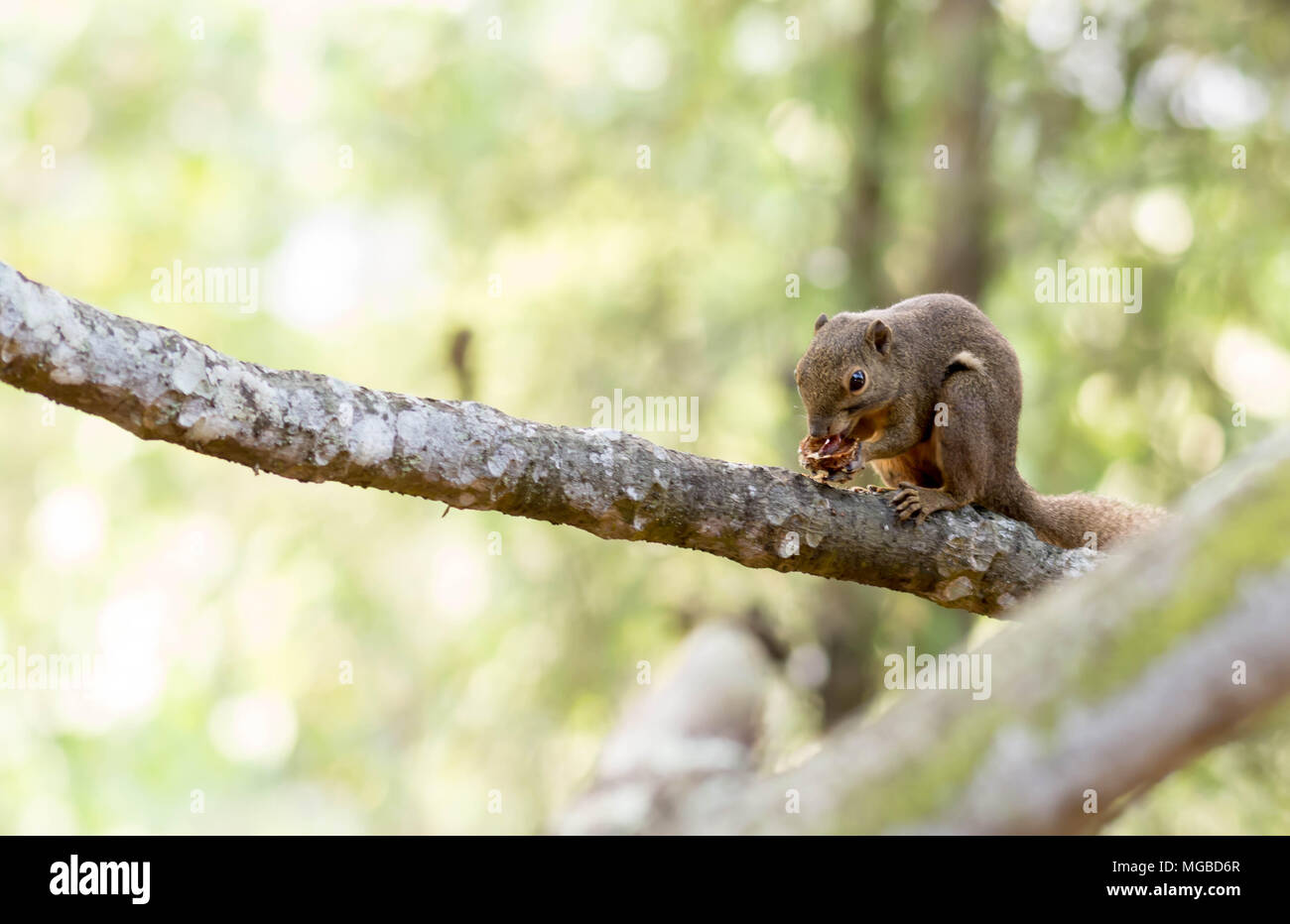 horizontal cropped Colored photo of a asian squirrel while eating its ...