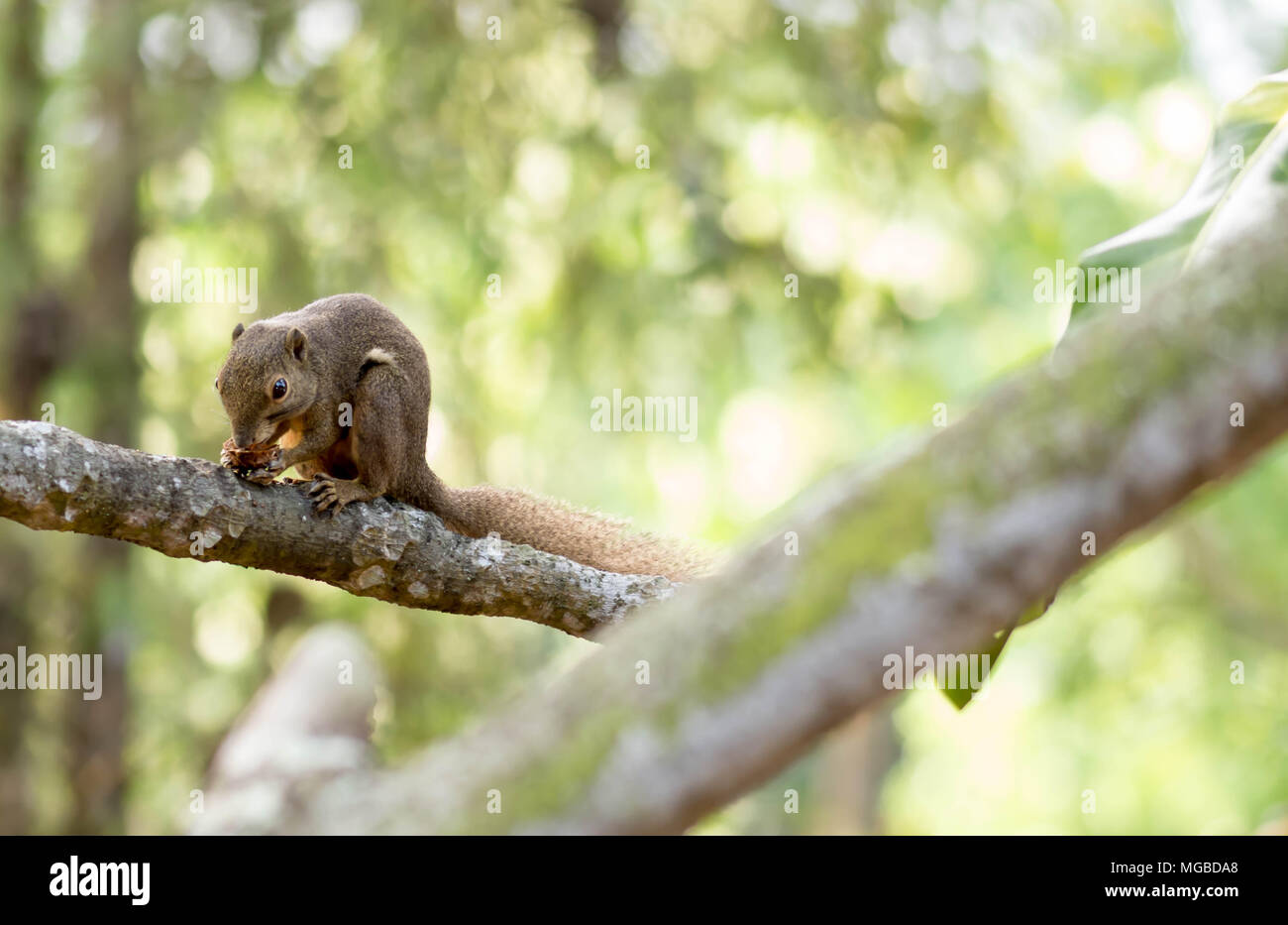 horizontal cropped Colored photo of an asian squirrel while eating its ...