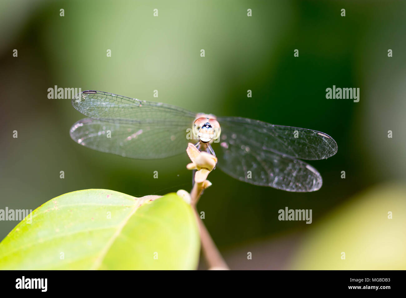 horizontal full length Colored close up photo of a dragon fly head ...