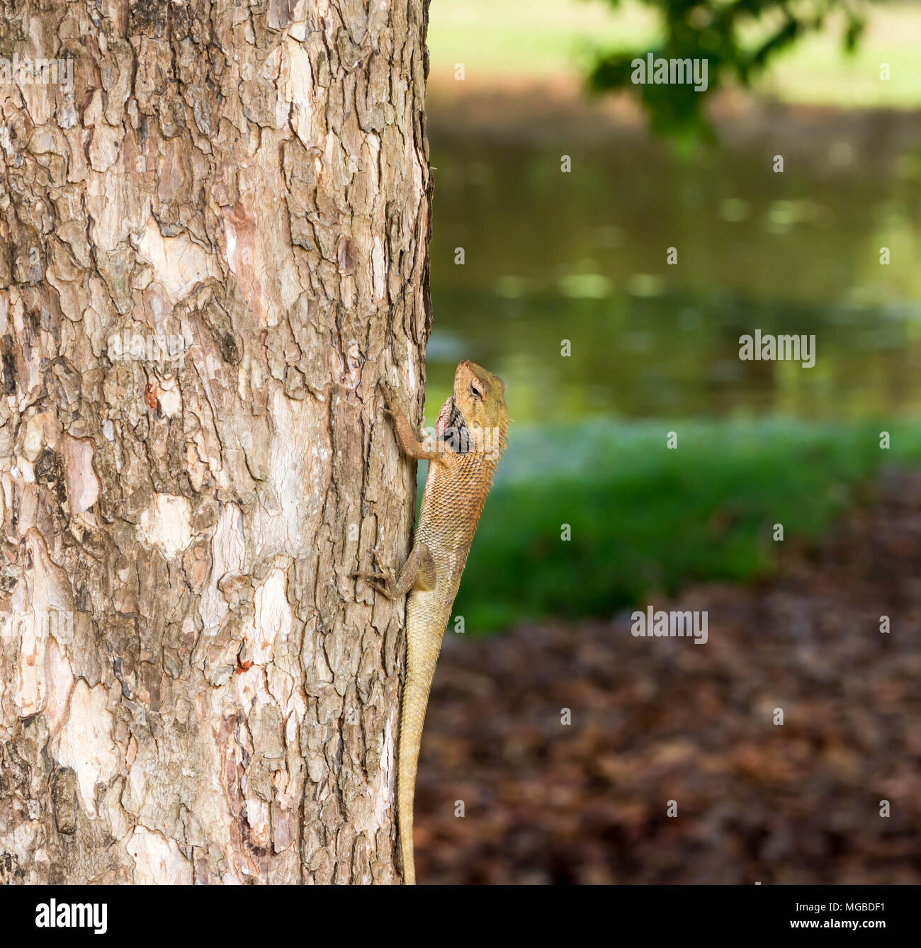 Vertical Cropped Colored Chameleon Agamids Changeable Lizard Calotes ...