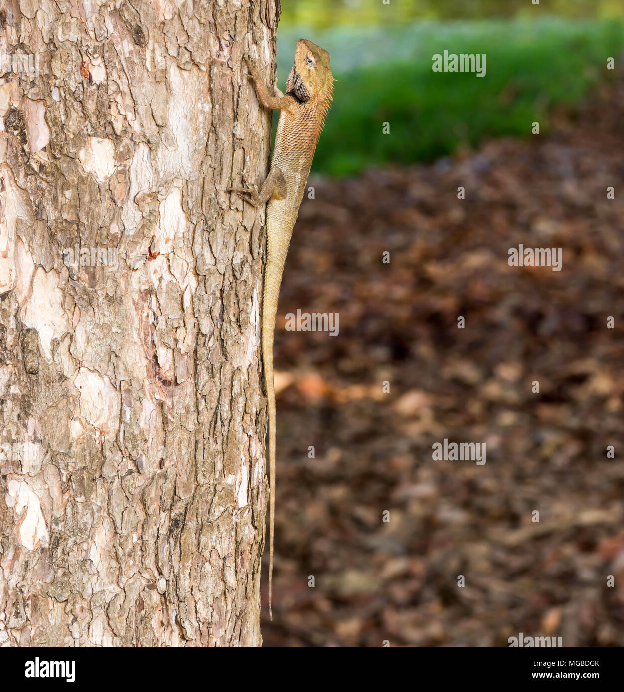 Vertical Cropped Colored Chameleon Agamids Changeable Lizard Calotes ...