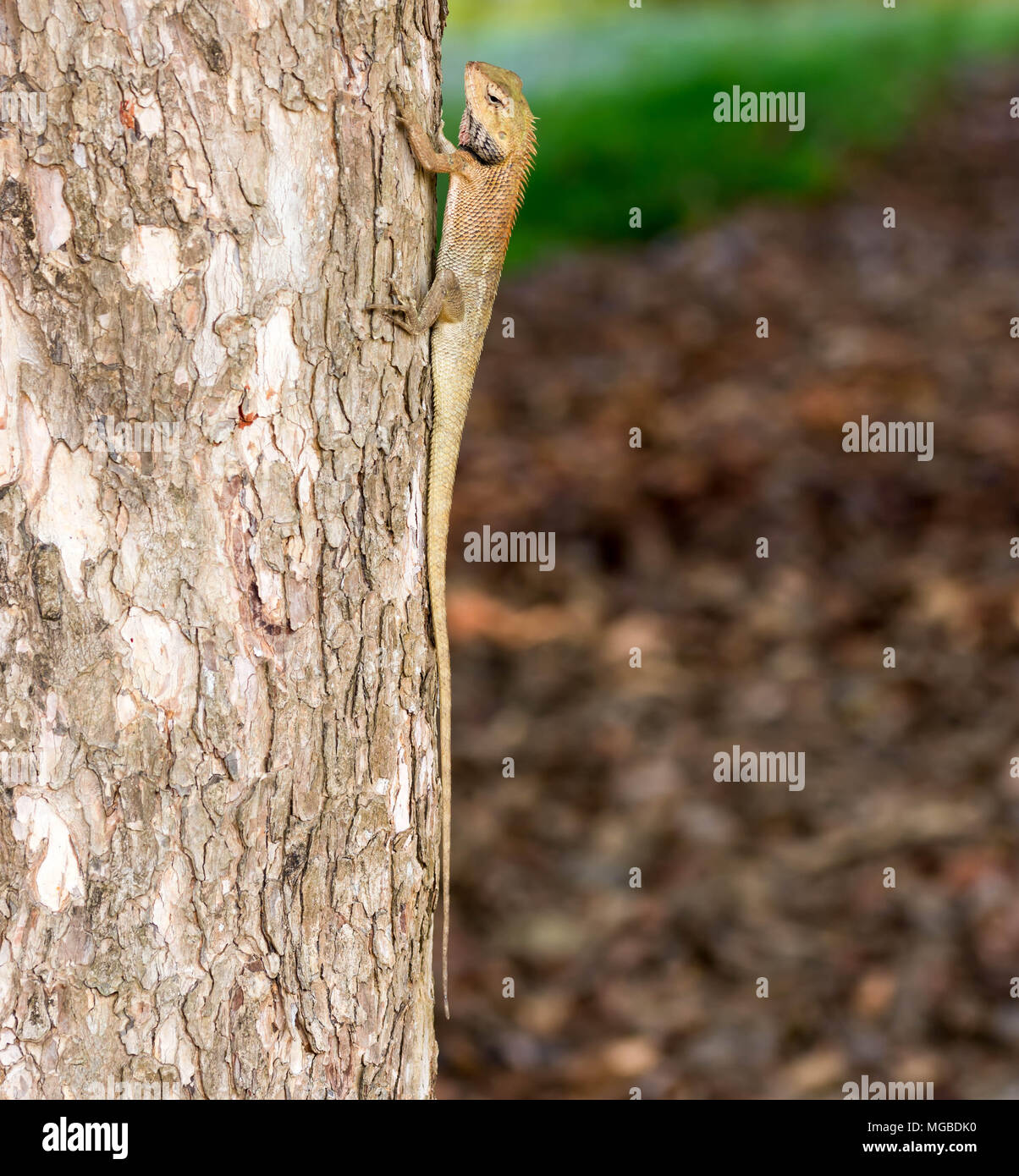 Vertical Cropped Colored Chameleon Agamids Changeable Lizard Calotes ...