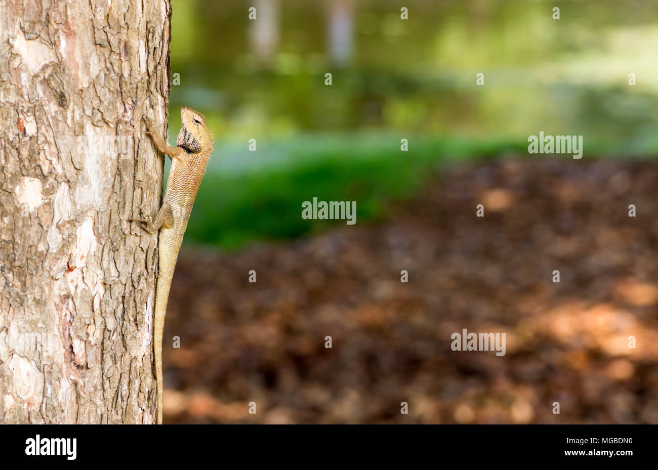 Horizontal Cropped Colored Chameleon Agamids Changeable Lizard Calotes ...