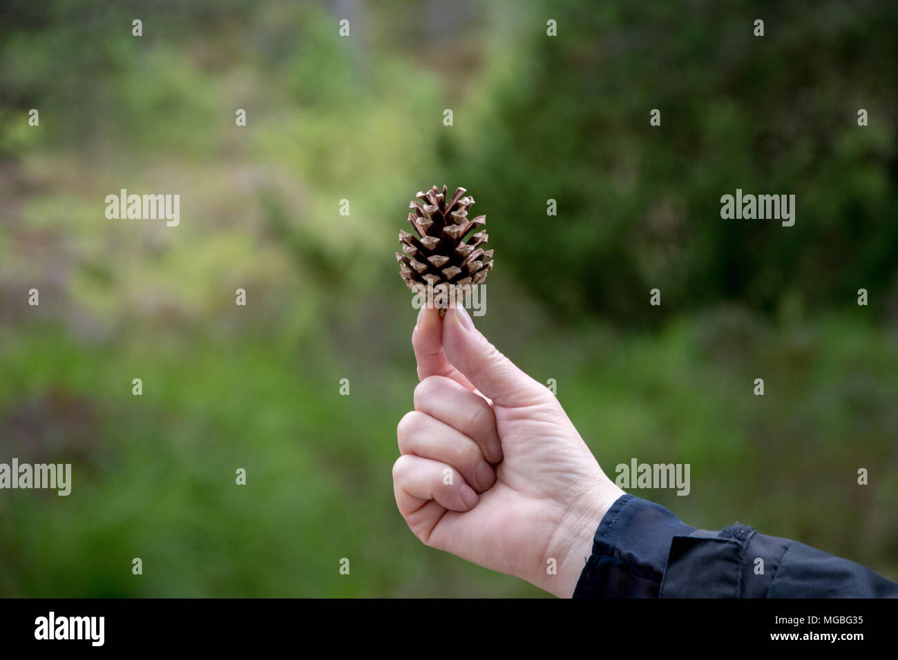 Hand holding a pine cone Stock Photo - Alamy