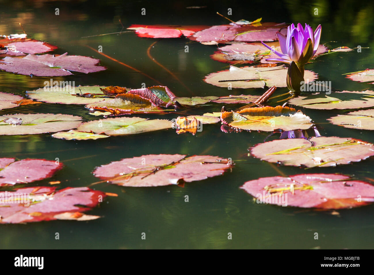 Georgia pond hi-res stock photography and images - Alamy