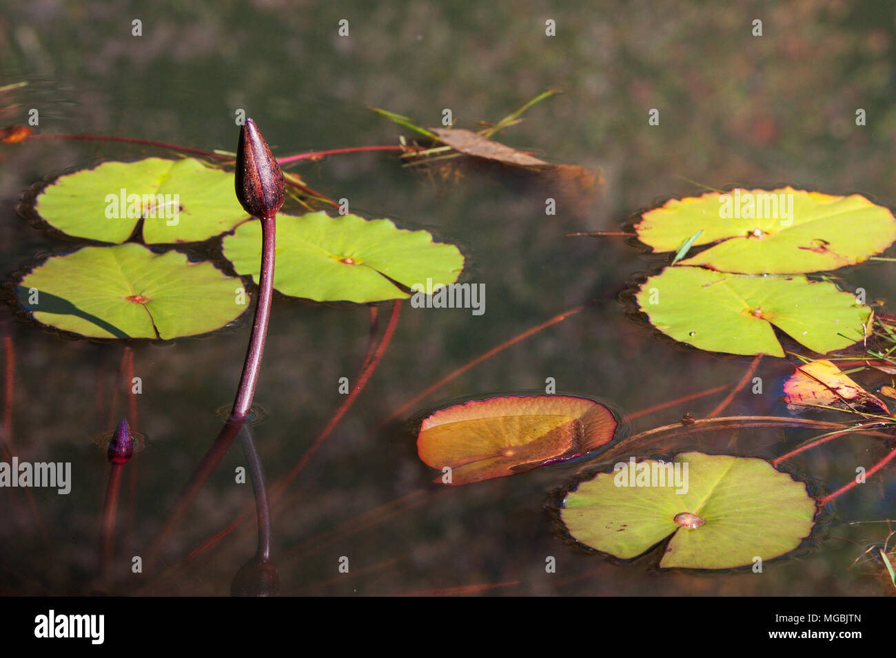 Georgia pond hi-res stock photography and images - Alamy