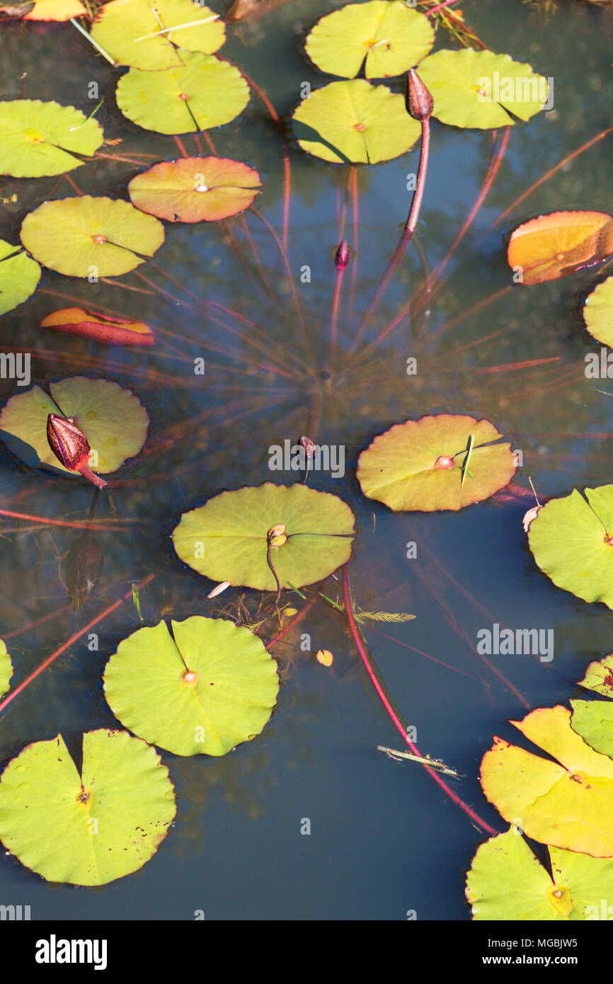 Georgia pond hi-res stock photography and images - Alamy