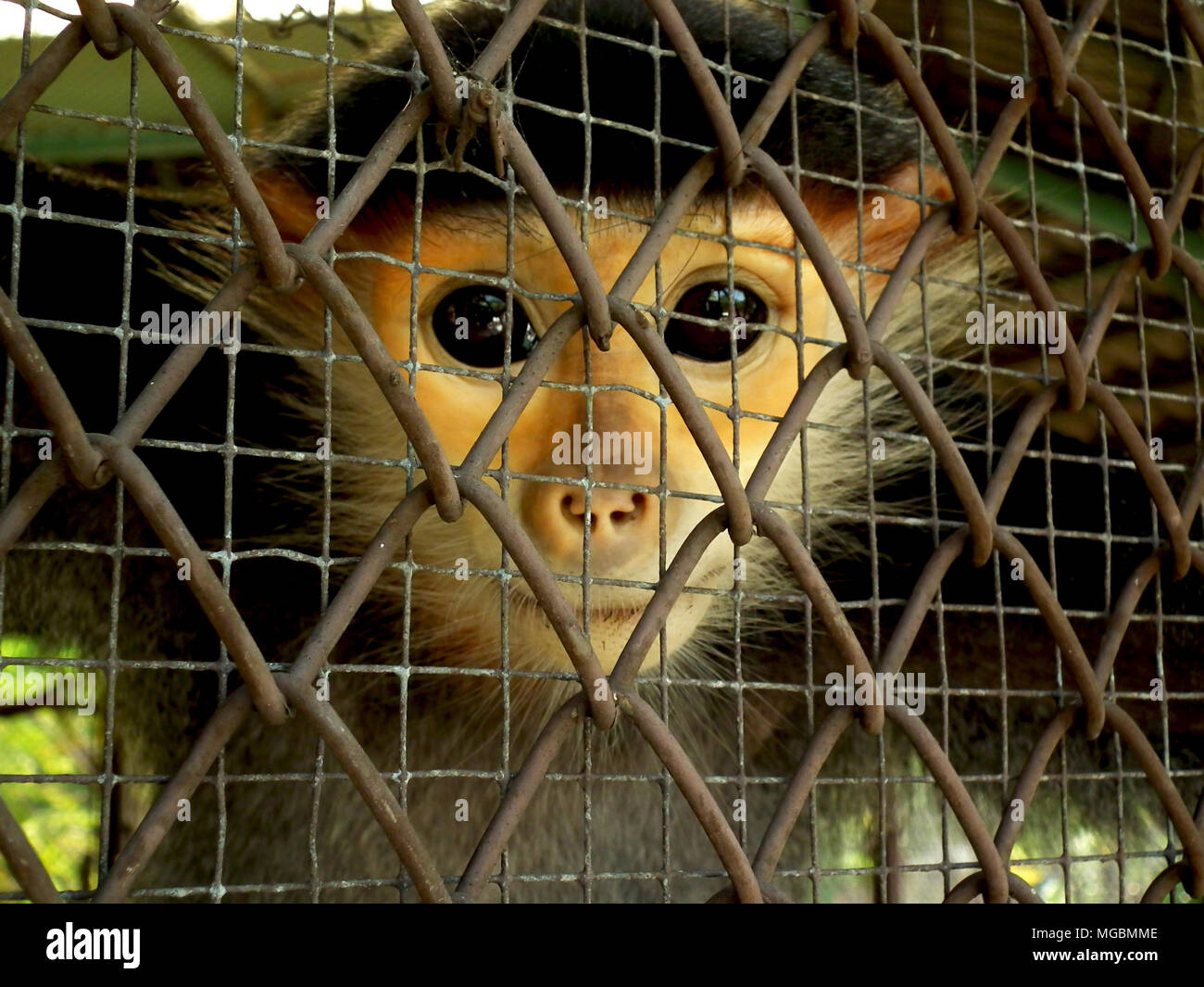 Capuchin monkey cage hi-res stock photography and images - Alamy