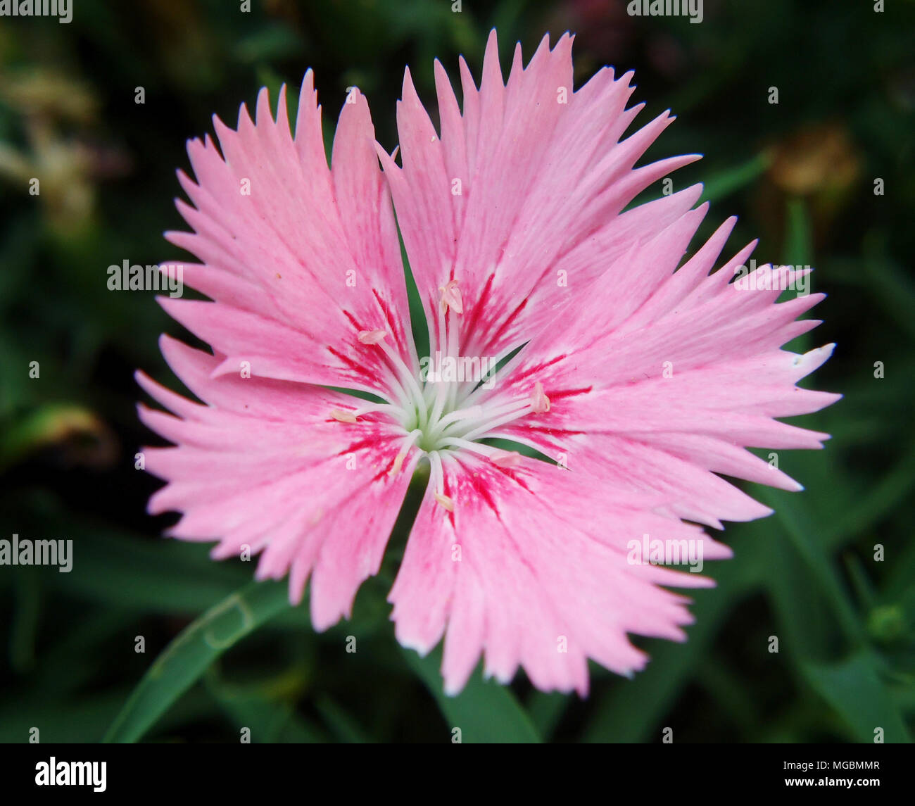 Dianthus chinensis China Pink is a species of Dianthus native to ...