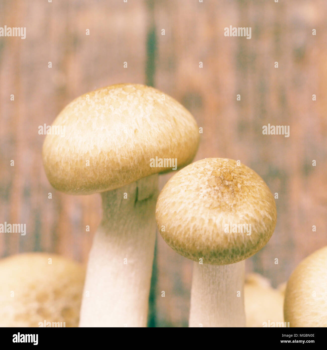 Color mashroom hi-res stock photography and images - Alamy