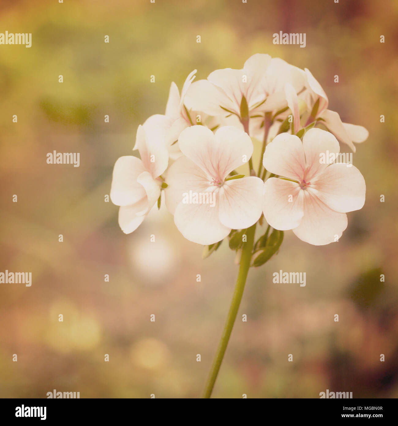 flower in garden with retro filter effect Stock Photo - Alamy