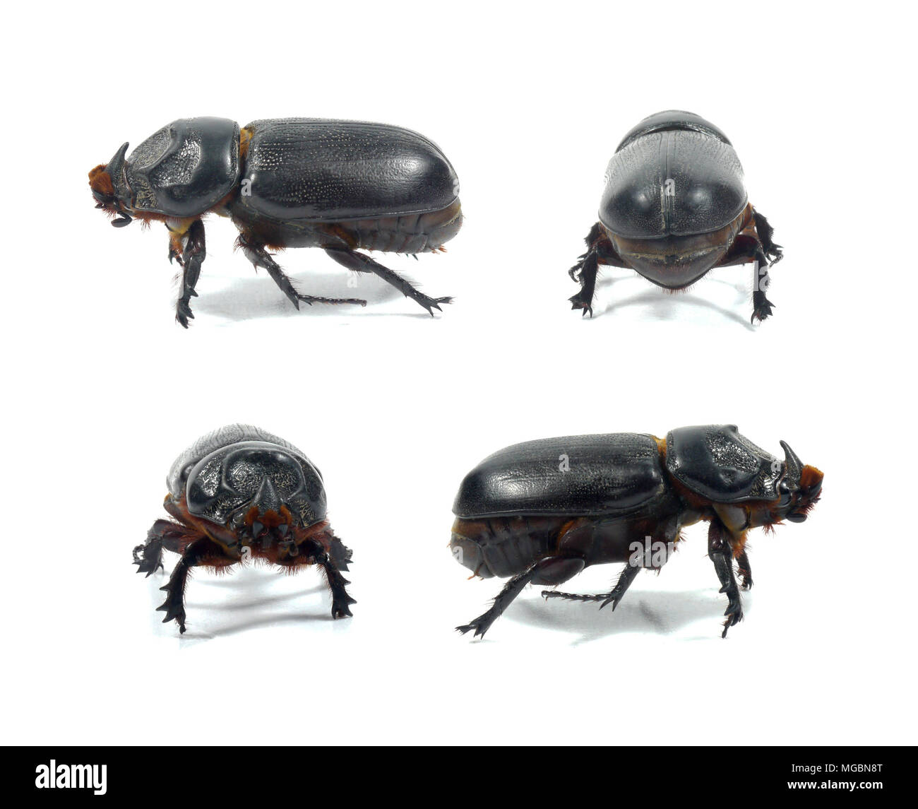 Large scarab beetle Cut Out Stock Images & Pictures - Alamy