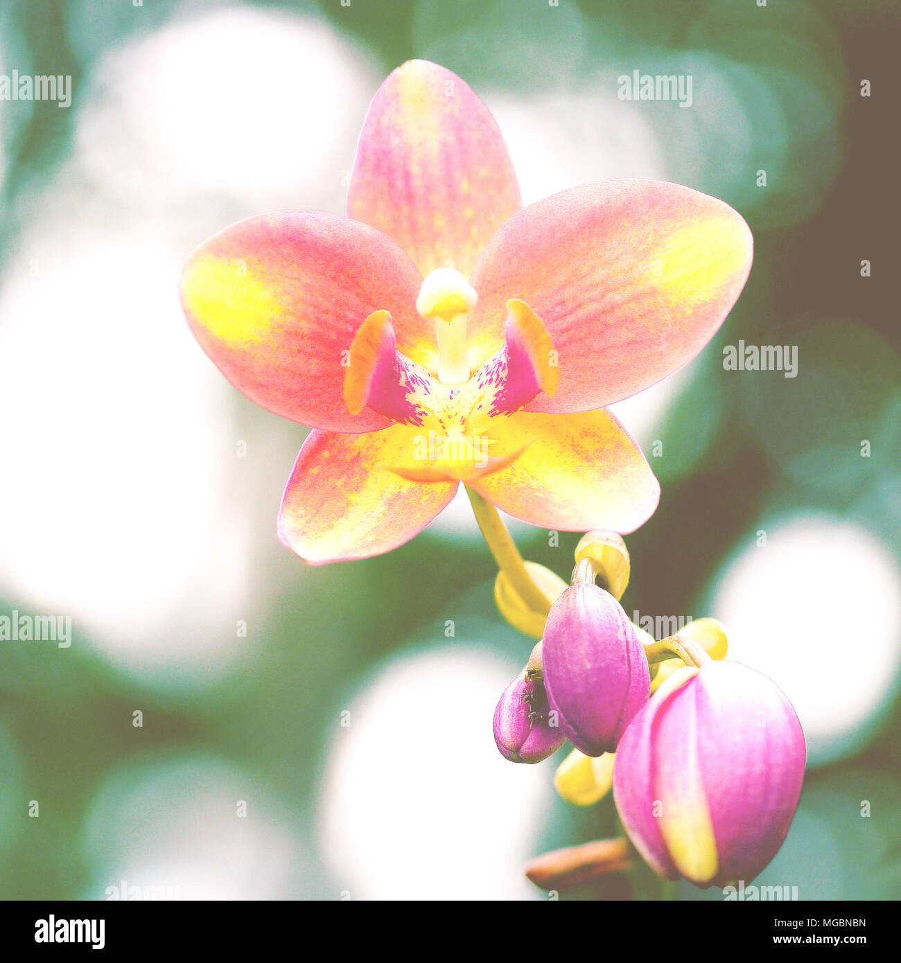 flower in garden with retro filter effect Stock Photo - Alamy