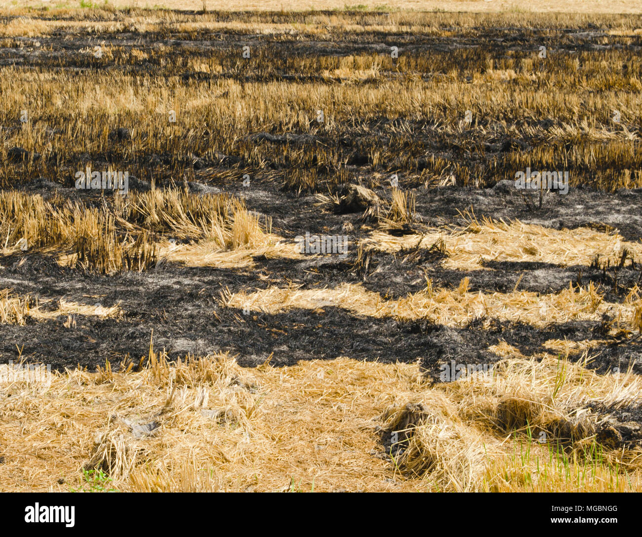 Straw was burned. Rice straw left over from the harvest was burned ...