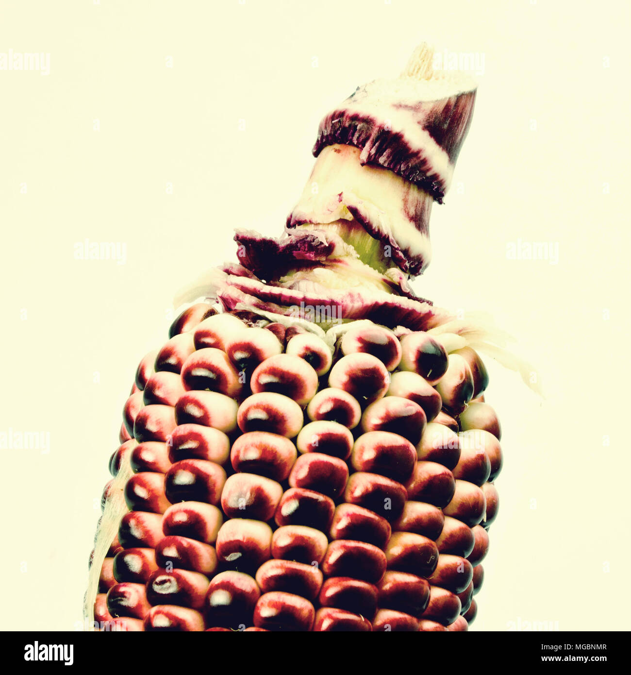 corn old vintage retro style Stock Photo - Alamy