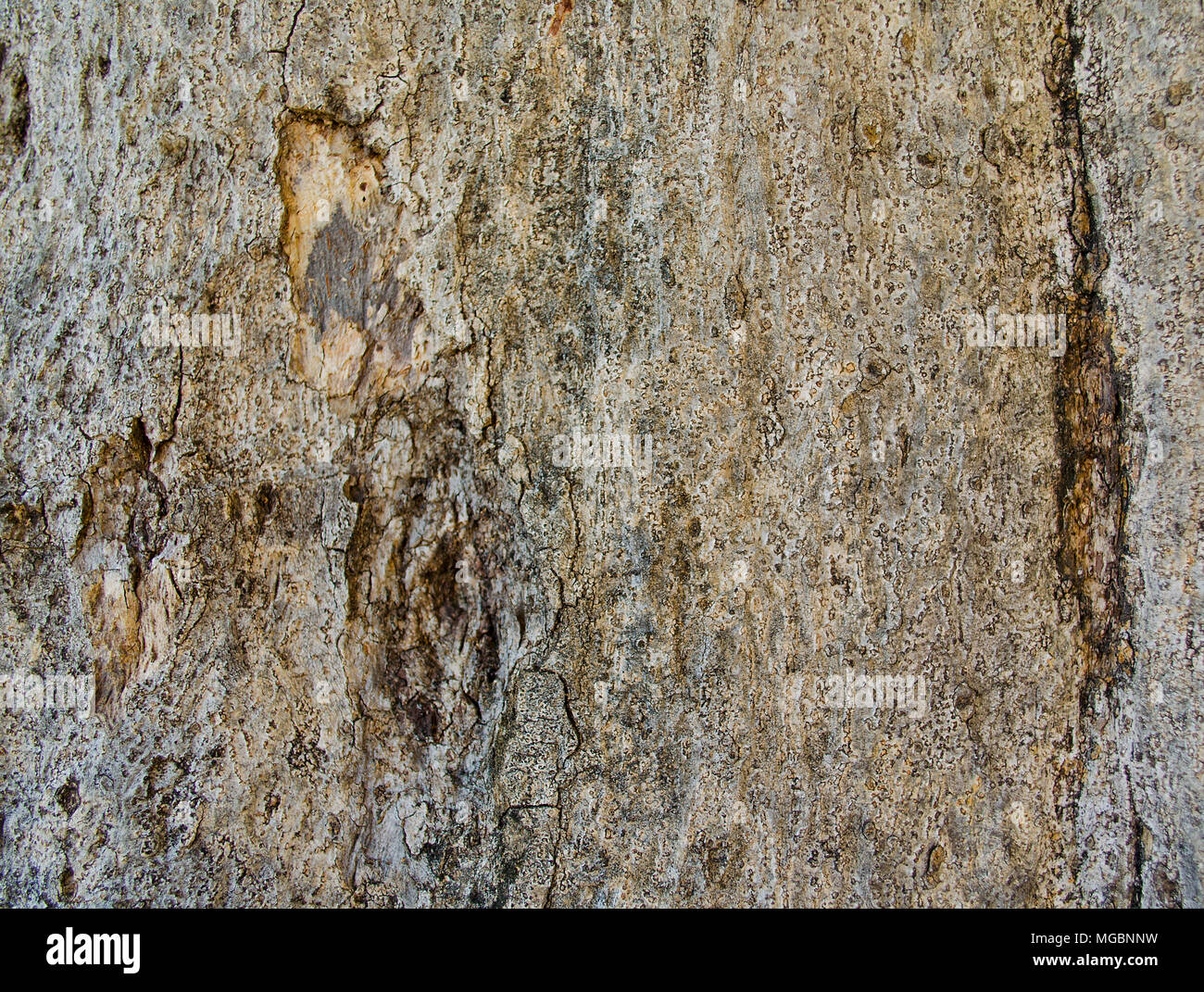 Close shot tree trunk decay hi-res stock photography and images - Alamy