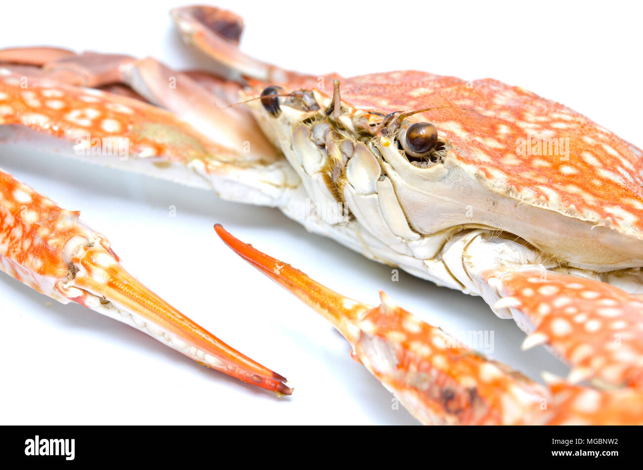 Orange crab isolated on white background Stock Photo - Alamy