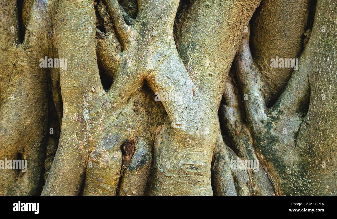 Close-up of parasite tree roots grown over a banyan tree at Ta Prohm ...