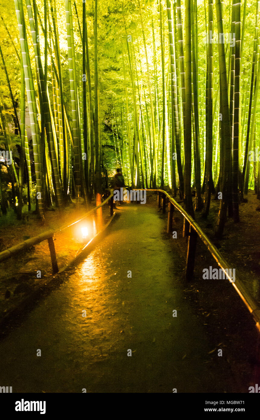 Bamboo forest at night hi-res stock photography and images - Alamy