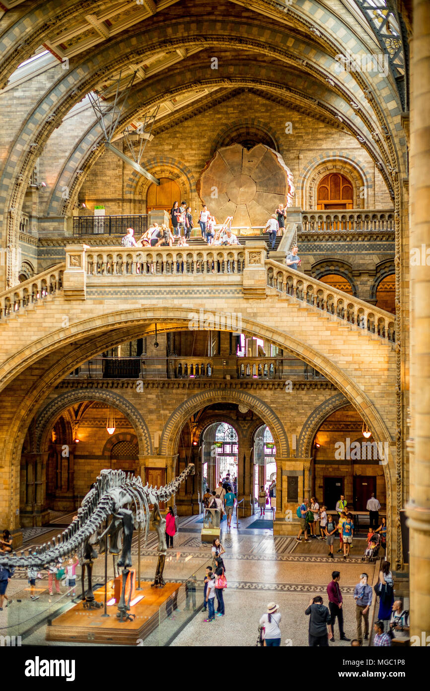 Main Hall of the Natural History Museum, London Stock Photo - Alamy