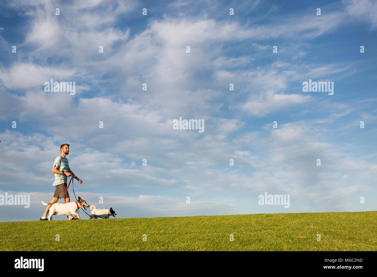 Man walking two dogs hi-res stock photography and images - Alamy