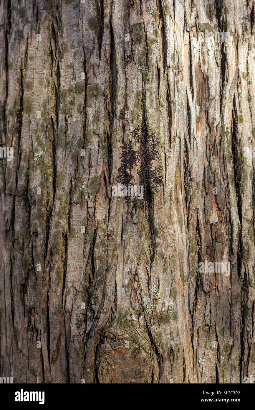 Old Wood Tree Texture Background Pattern Stock Photo - Alamy