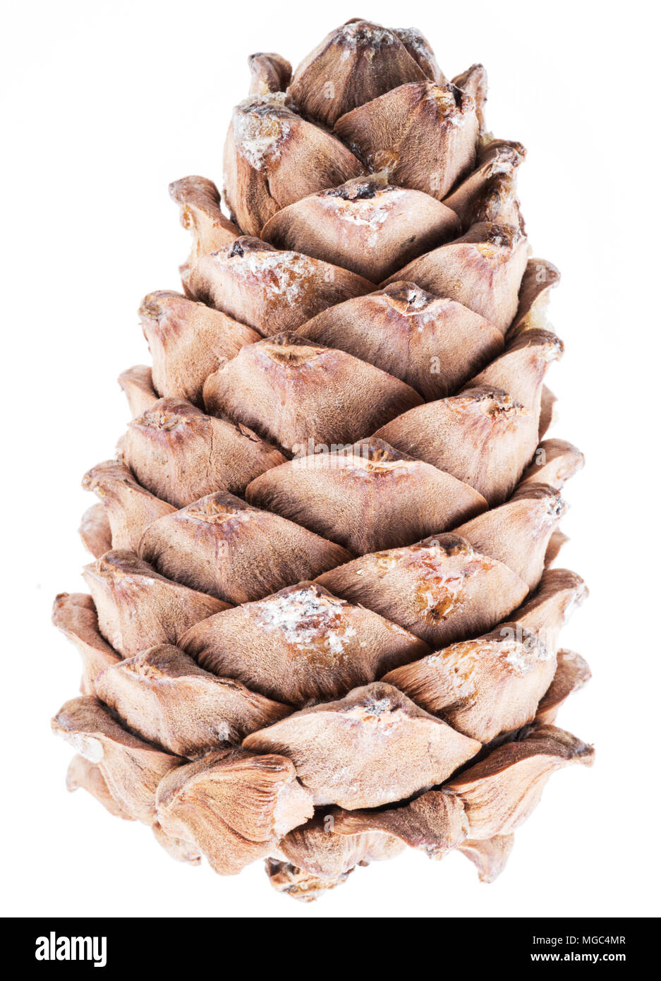 Pine nut cone hi-res stock photography and images - Alamy