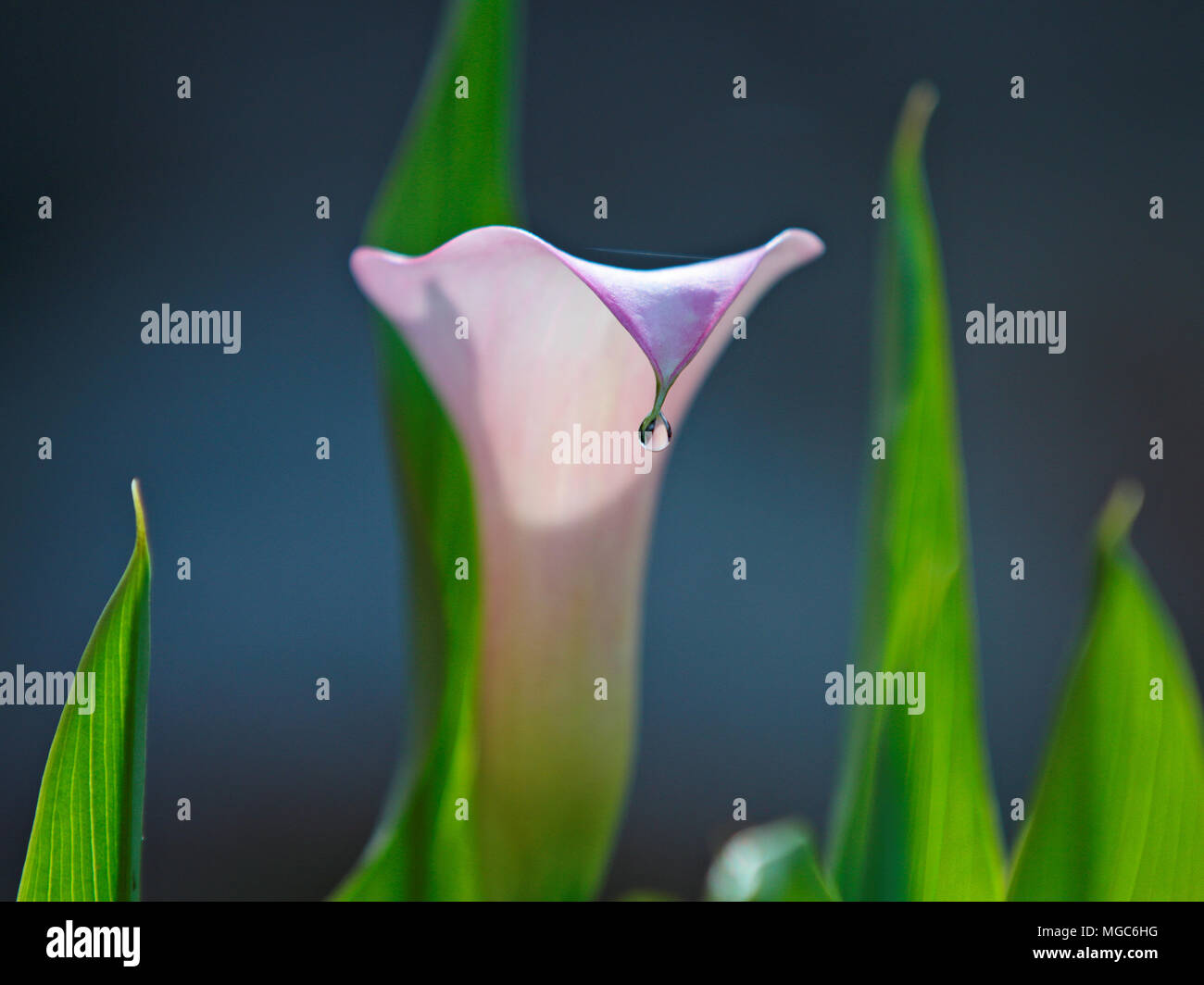 Lily drop hi-res stock photography and images - Alamy