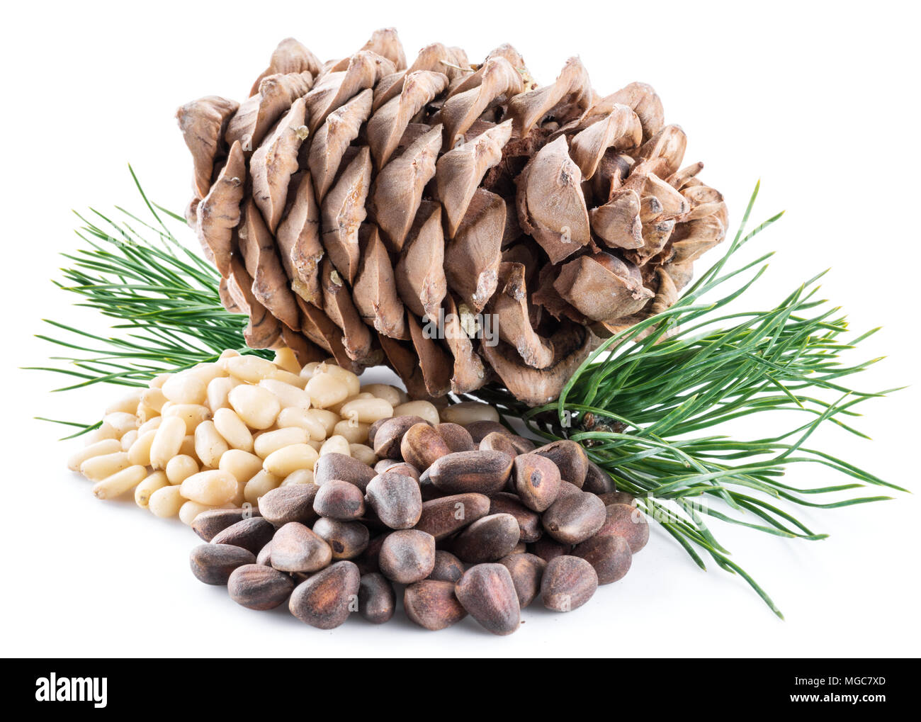 Pine nut cone hi-res stock photography and images - Alamy