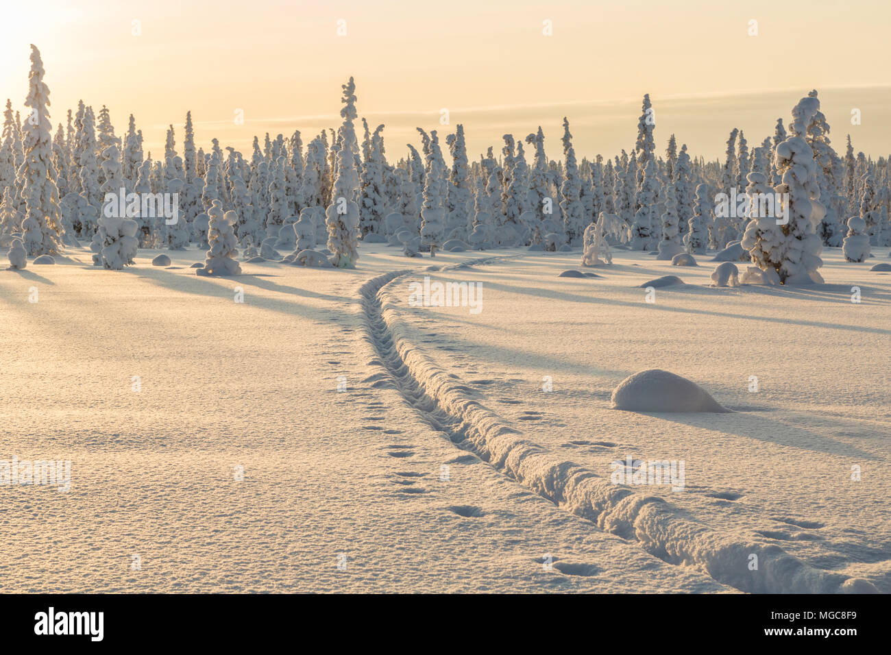 Reindeer Tracks