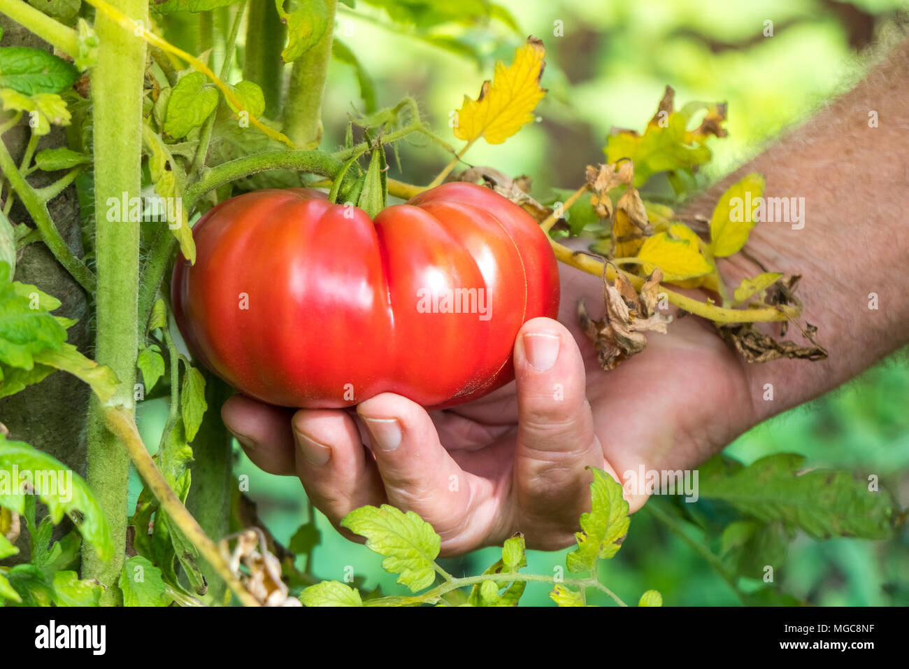 Tomatoes harvest. Farmers hand picking tomatoes Stock Photo - Alamy