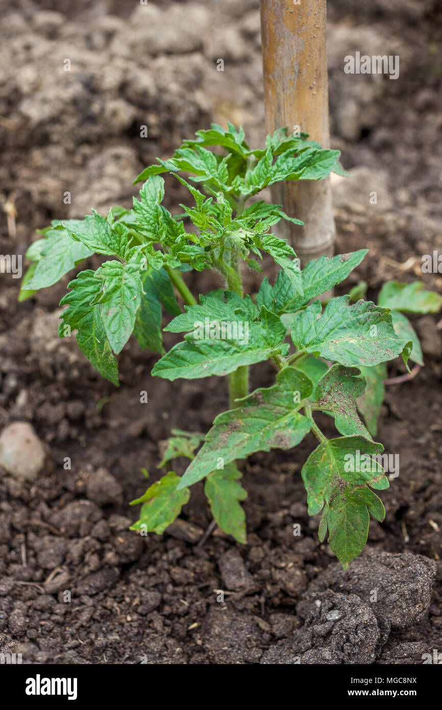 Young tomato plant in open ground in vegetable garden Stock Photo - Alamy