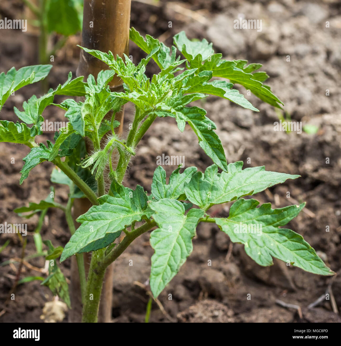 Tomato bush in open ground hi-res stock photography and images - Alamy