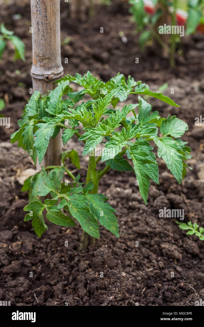 Young tomato plant in open ground in vegetable garden Stock Photo - Alamy